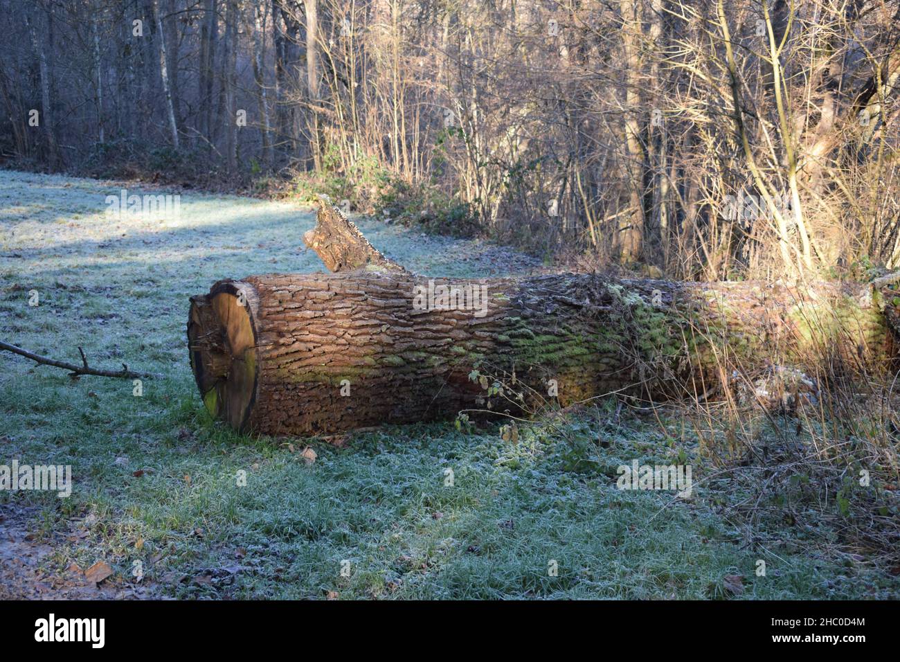 big log on the roadside Stock Photo - Alamy