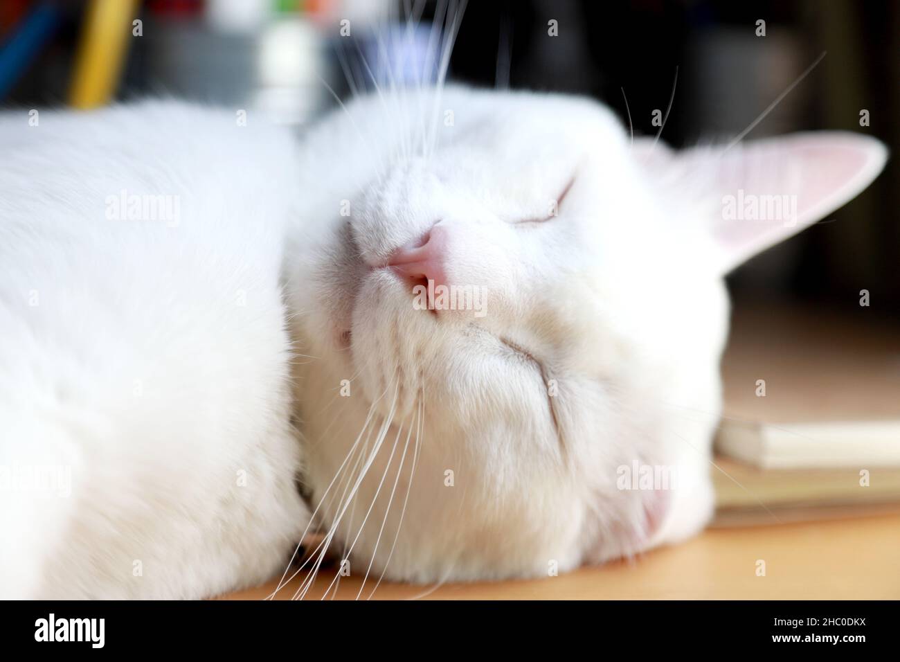 The young white cat sleeping Stock Photo - Alamy