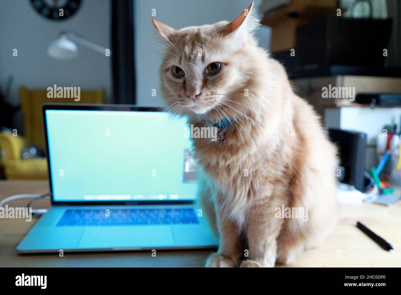 The young ginger cat sitting on the working desk Stock Photo - Alamy
