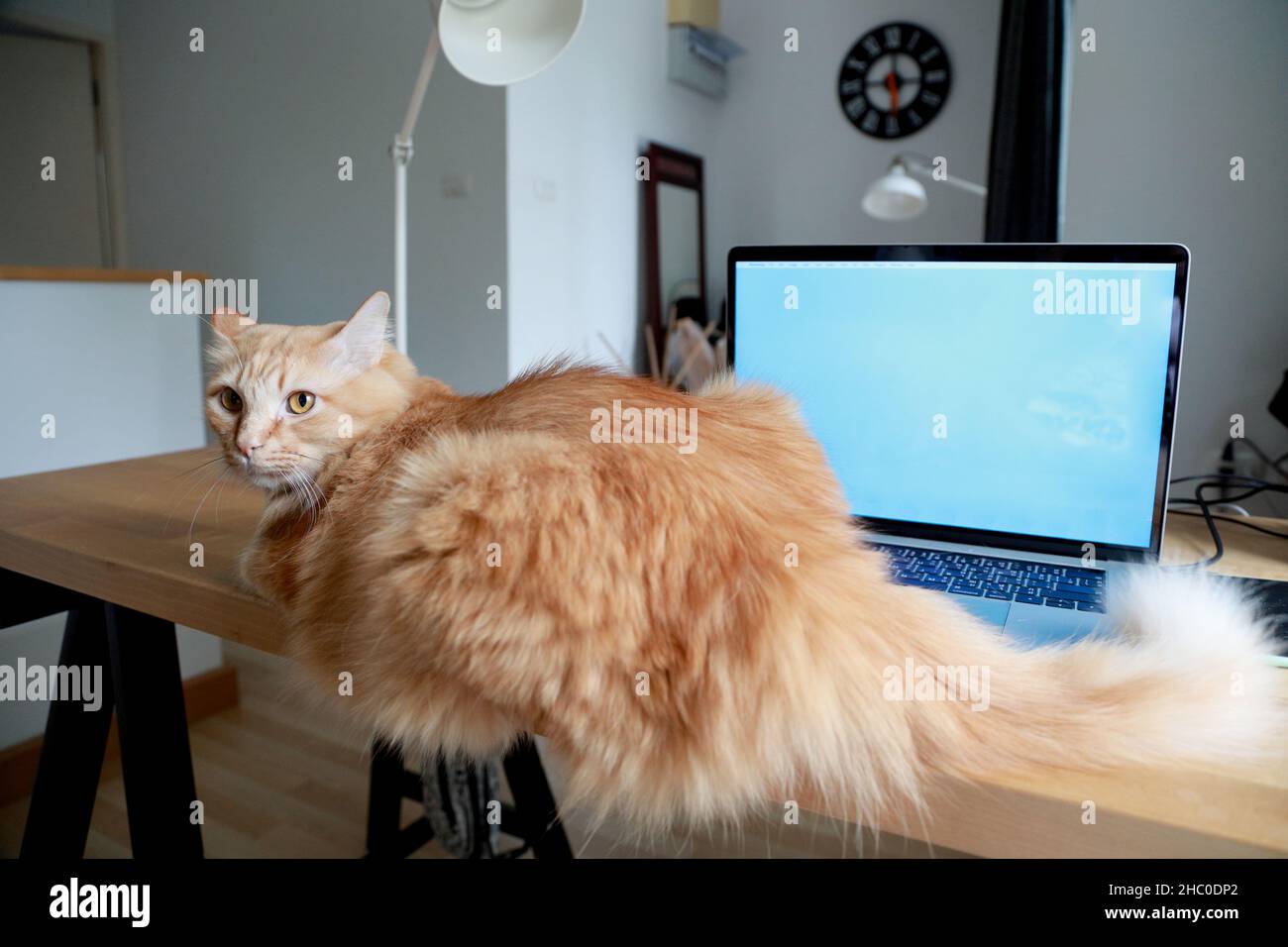 Young ginger cat hi-res stock photography and images - Alamy