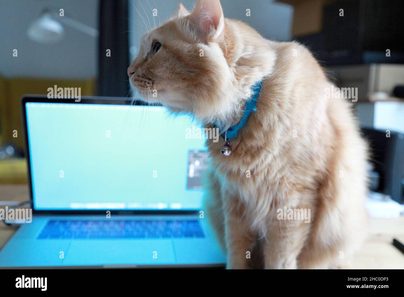 Young ginger cat hi-res stock photography and images - Alamy