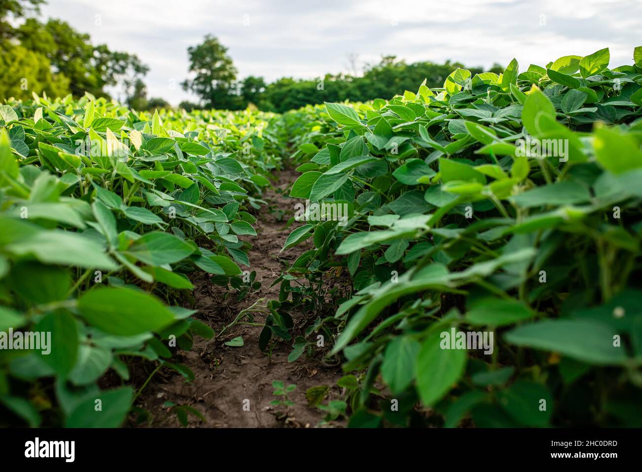 Glycine max, soybean, soya bean sprout growing soybeans on an ...