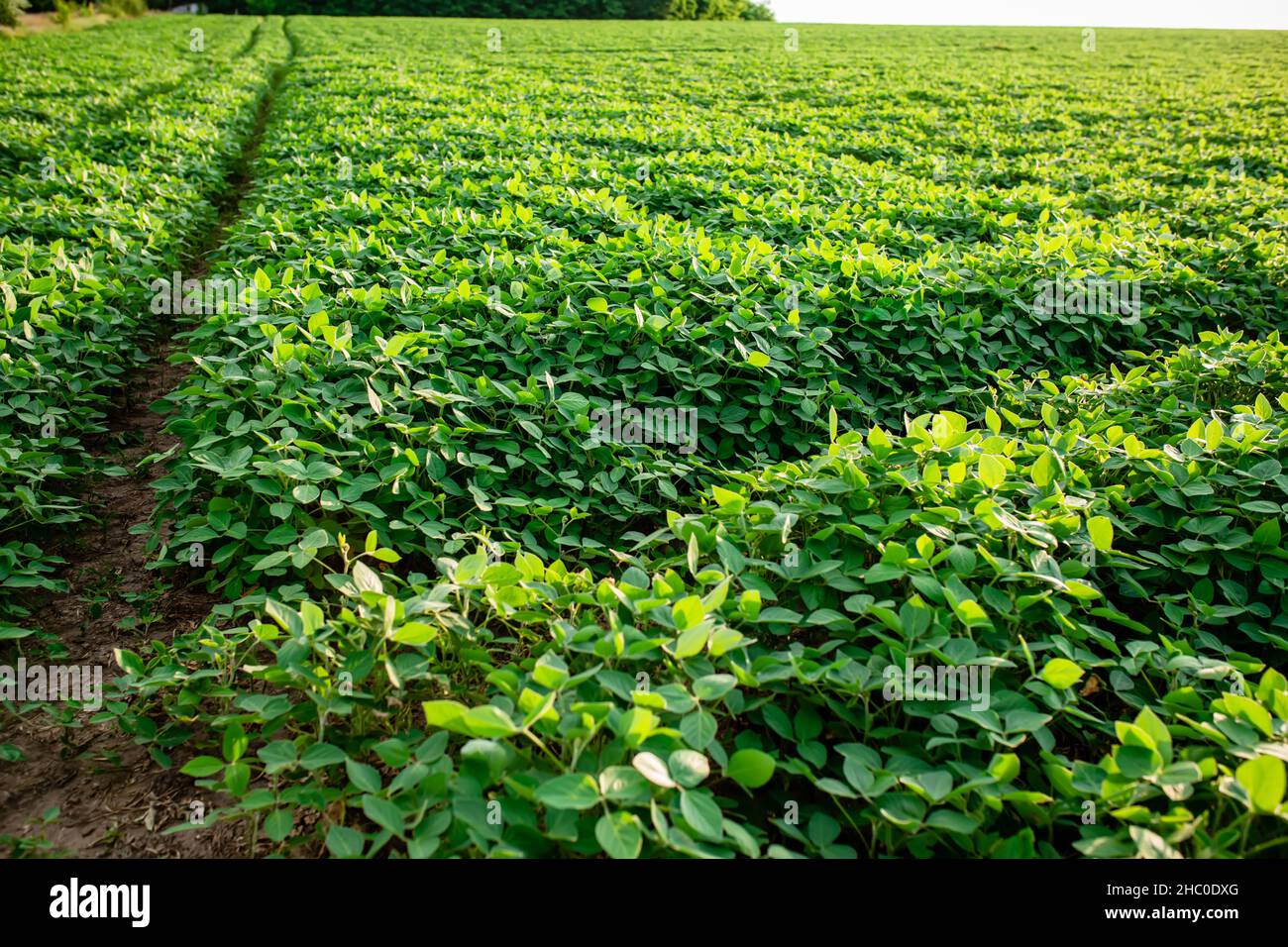 Soybean young plants in the field. Stems green soy plants in period of ...