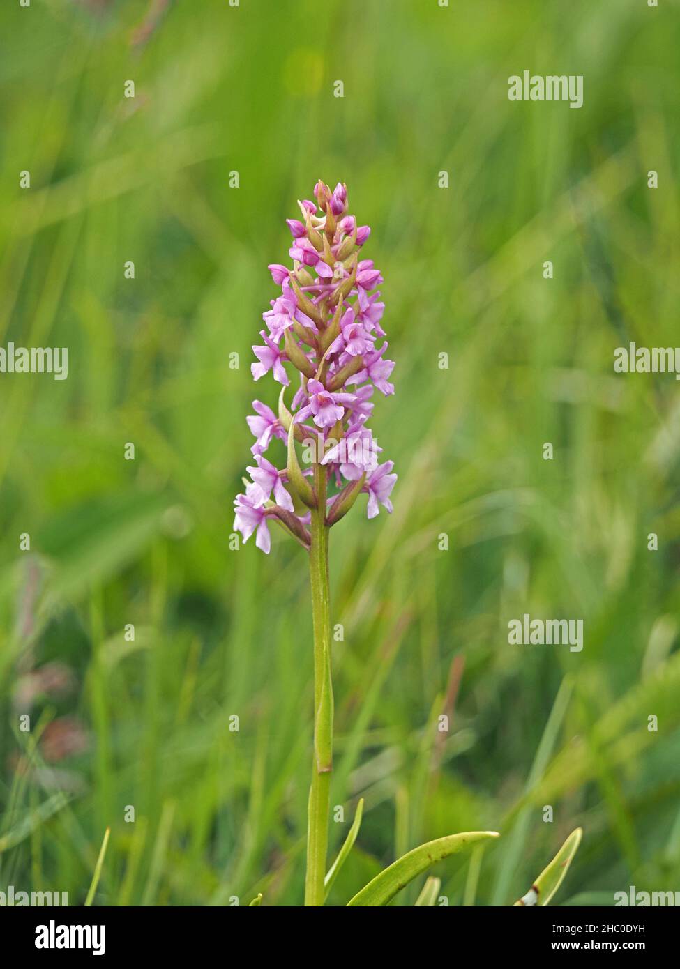 North Yorkshire, England, UK Stock Photo - Alamy