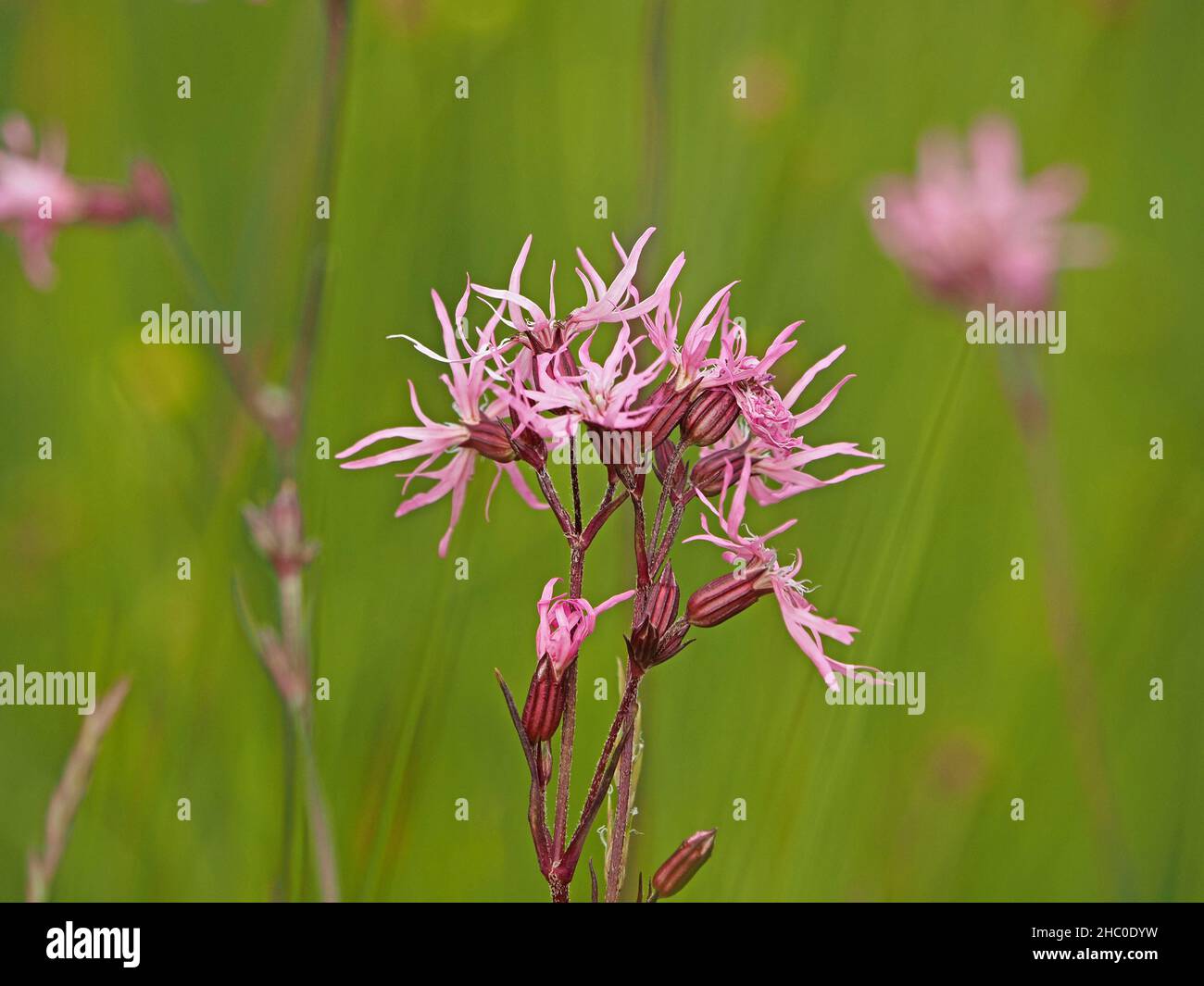 Ragged Robin (Lychnis flos-cuculi) a declining perennial wildflower of ...