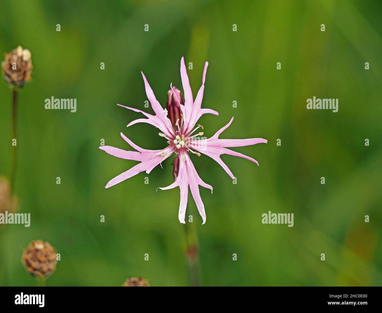 Ragged Robin (Lychnis flos-cuculi) a declining perennial wildflower of ...