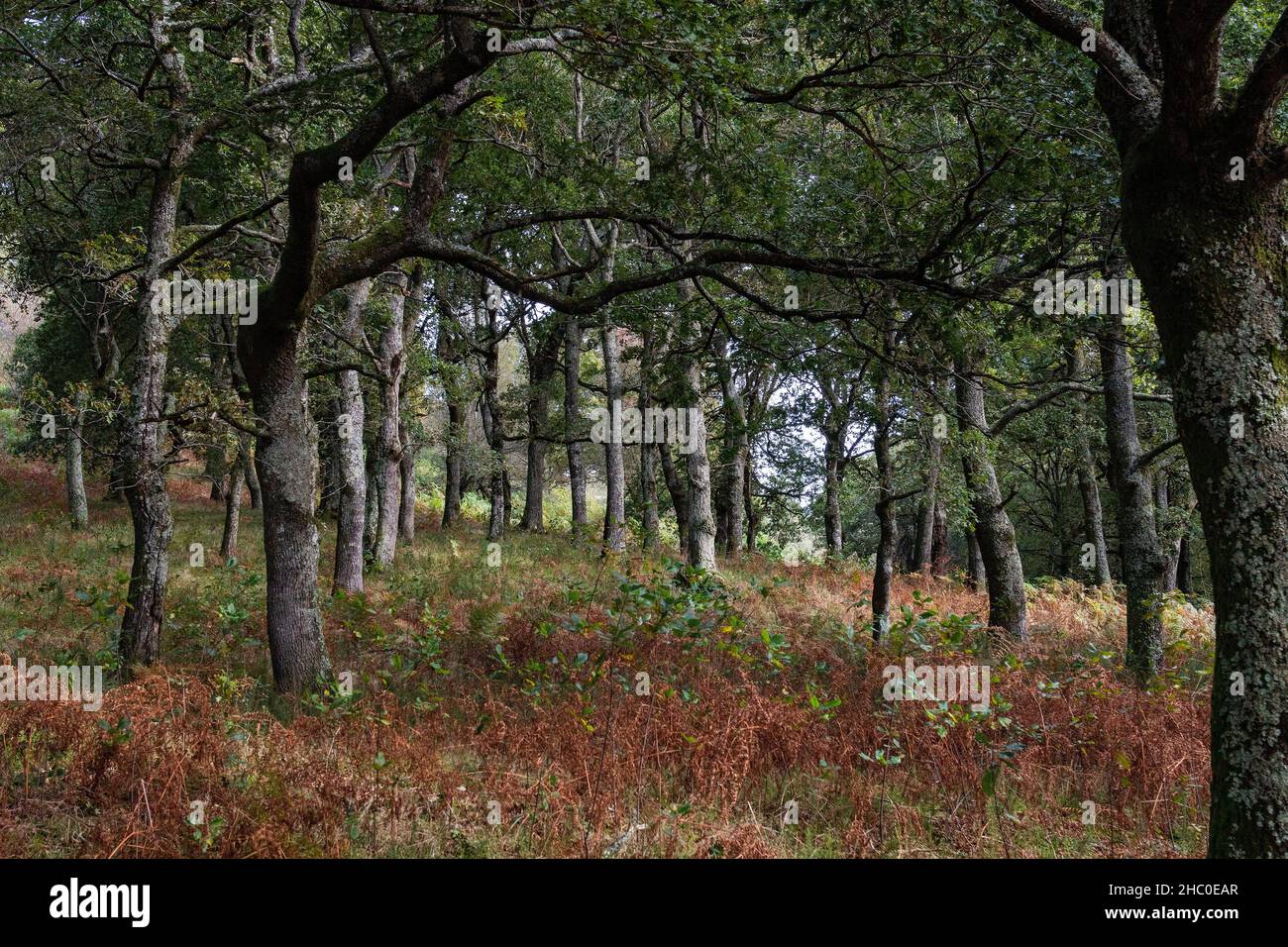 Landscape of the rural countryside of the Pass Valley Stock Photo - Alamy