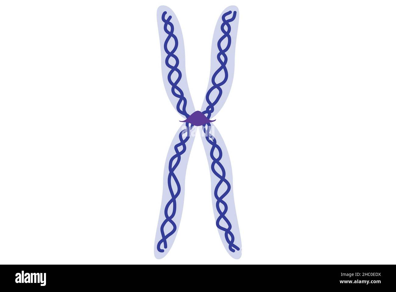 Chromosome, chromatid and dnk molecule, basic structure Stock Photo - Alamy