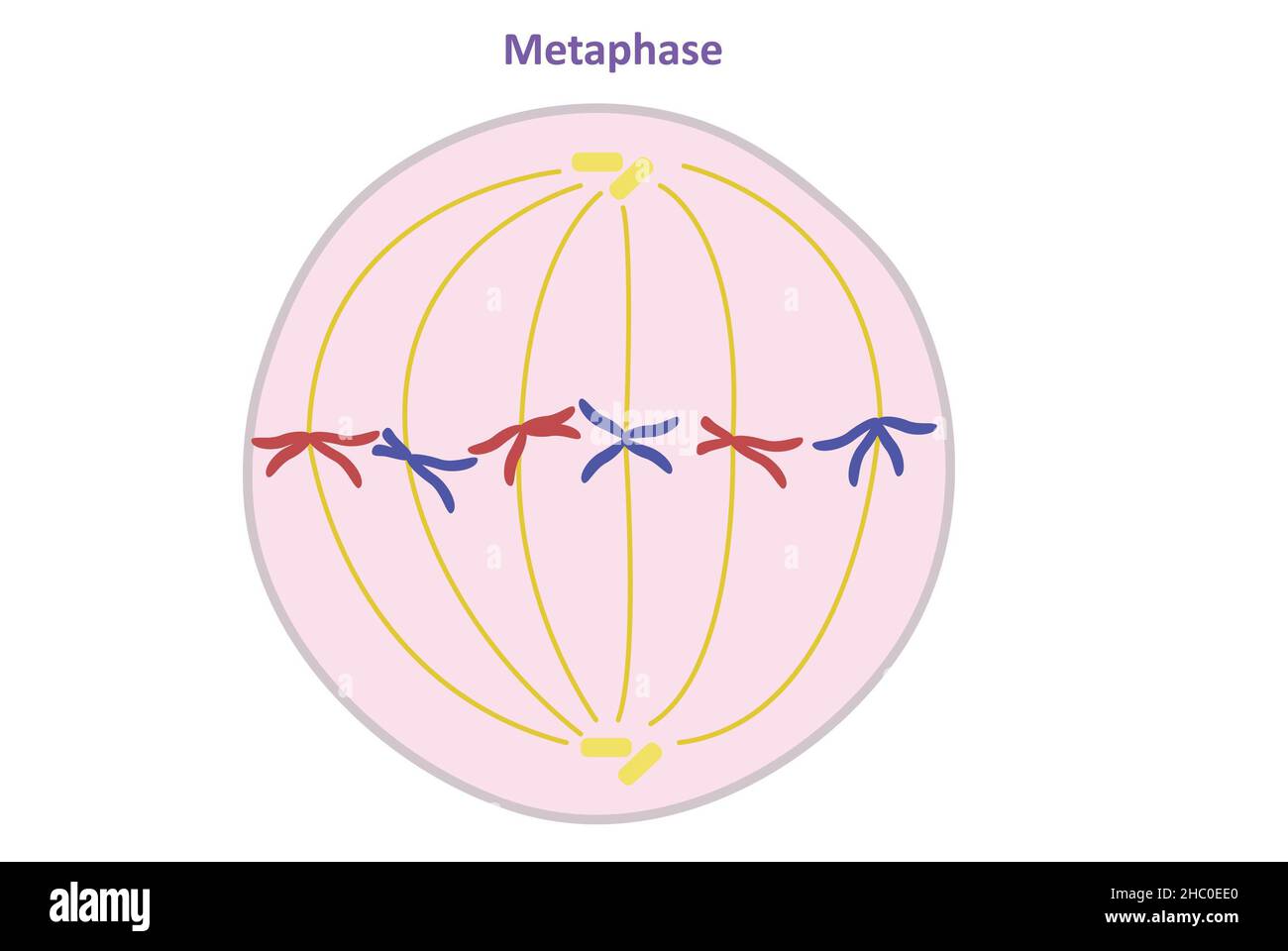 Prophase Mitosis