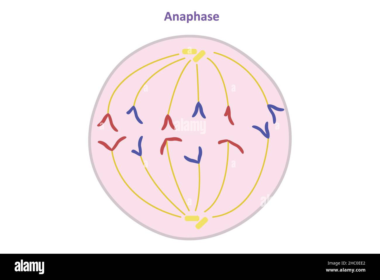 Anaphase, somatic (non-reproductive) cell division, miosis Stock Photo ...