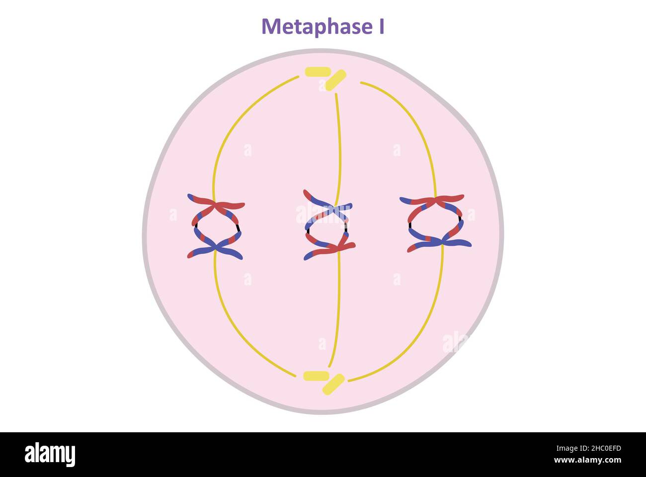 Metaphase I, part of meiosis, reproductive cell division Stock Photo ...