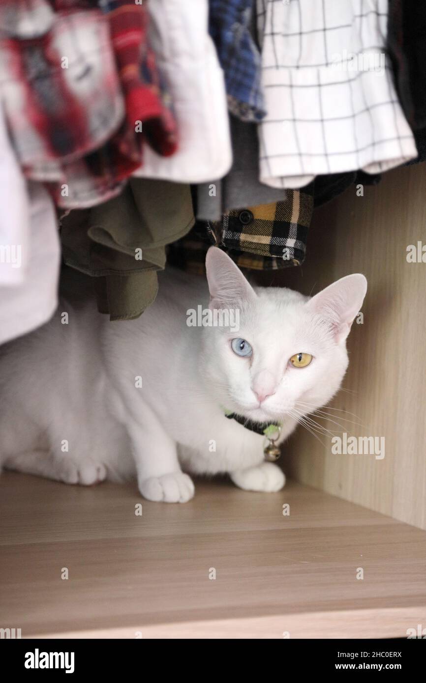 The white cat in the wardrobe Stock Photo - Alamy