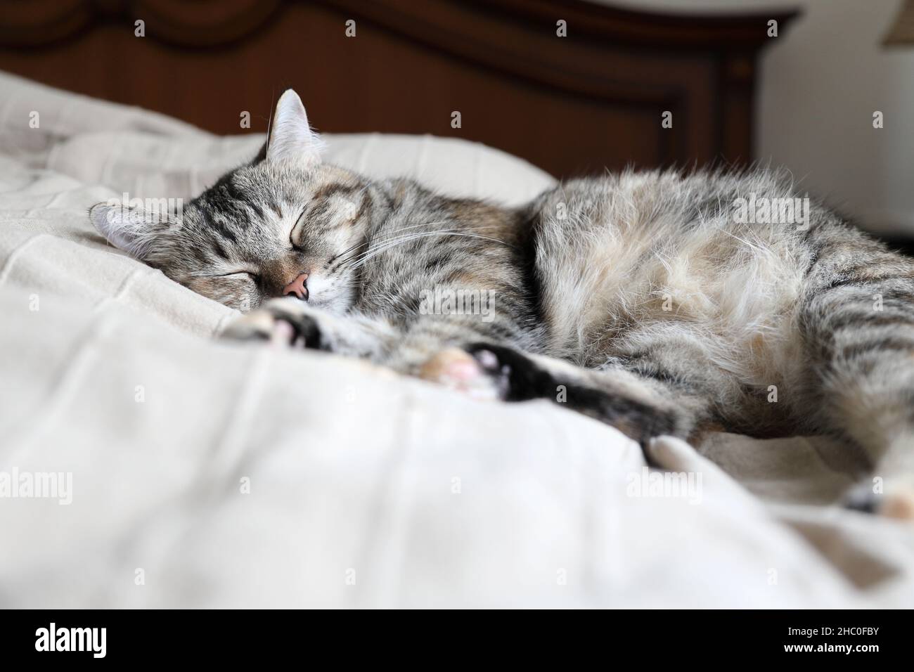 The tabby cat sleeping in the bed Stock Photo - Alamy
