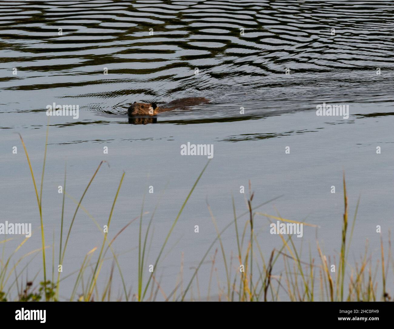 Lone beaver swimming across a pond Stock Photo - Alamy