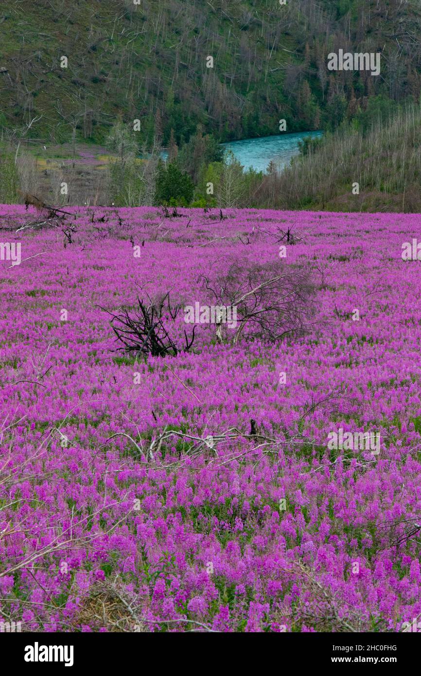 Field of Fireweed over the Kenai River Stock Photo - Alamy