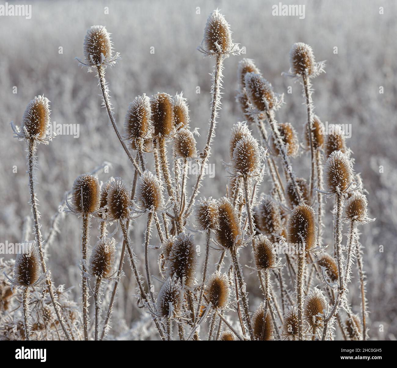 Snow covered thistle plant Stock Photo - Alamy