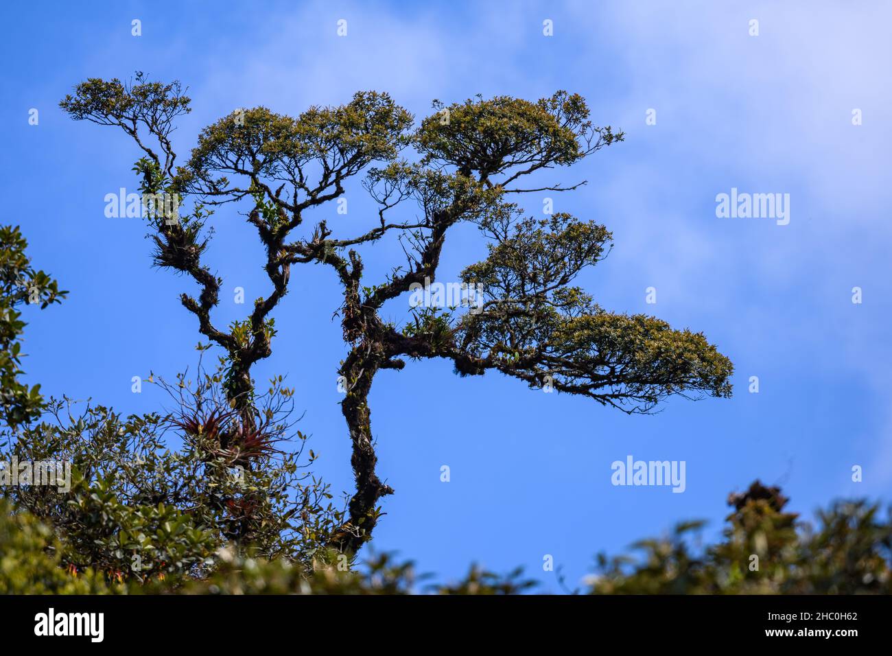 Bonzai-like trees in the cloud forest of high elevation Andes Mountains ...
