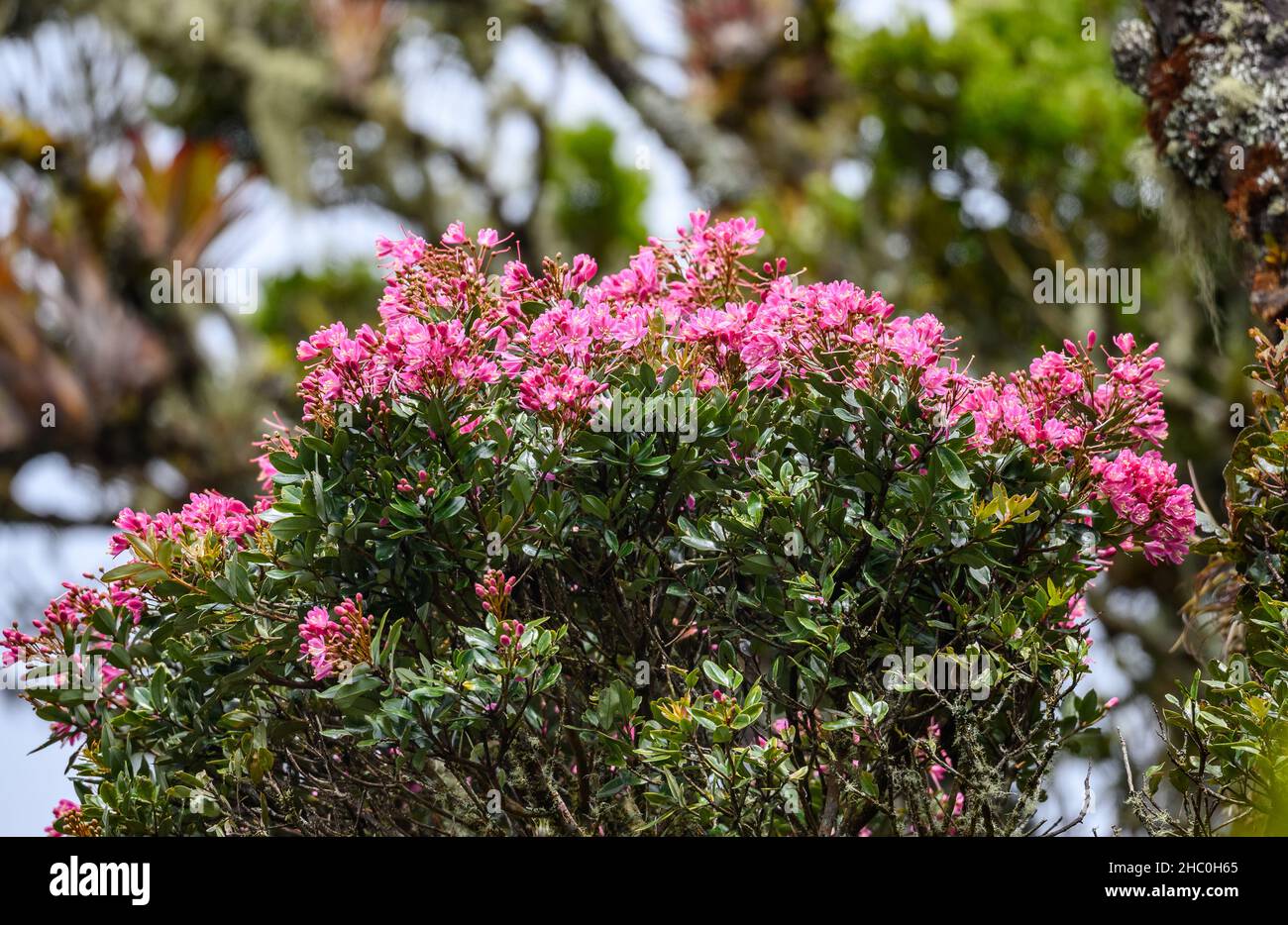 Pink flowers of wild mountain Rhododendron (sp?) in full bloom ...