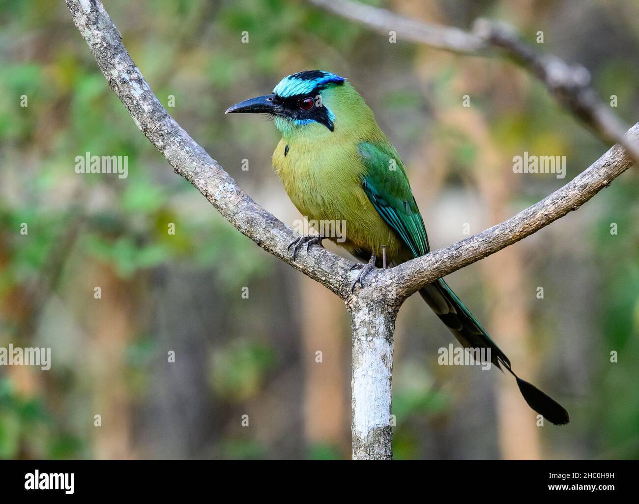 A Whooping Motmot (Momotus subrufescens) perched on a branch. Ecuador ...