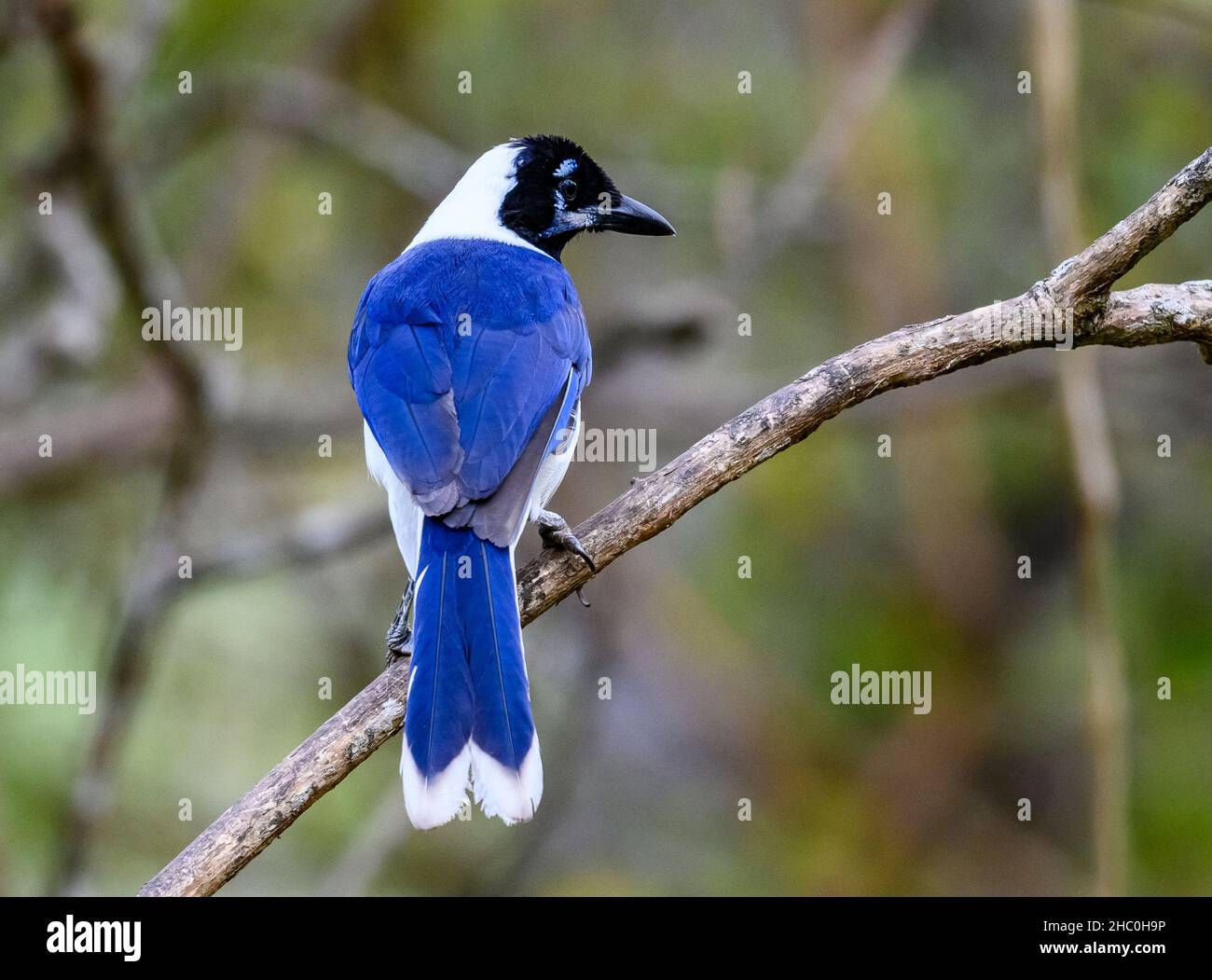 A White-tailed Jay (Cyanocorax mystacalis) perched on a branch. Ecuador ...