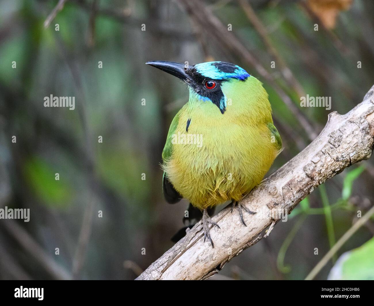 A Whooping Motmot (Momotus subrufescens) perched on a branch. Ecuador ...
