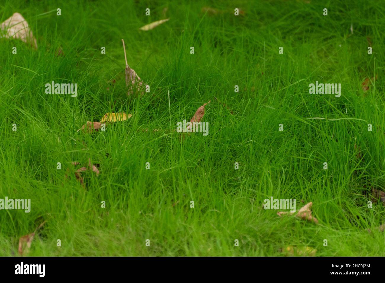 Unmown lawn hi-res stock photography and images - Alamy