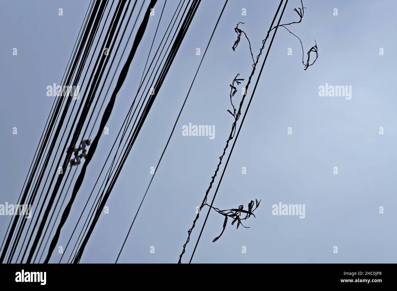 Creeper plant dead on power line wires Stock Photo - Alamy