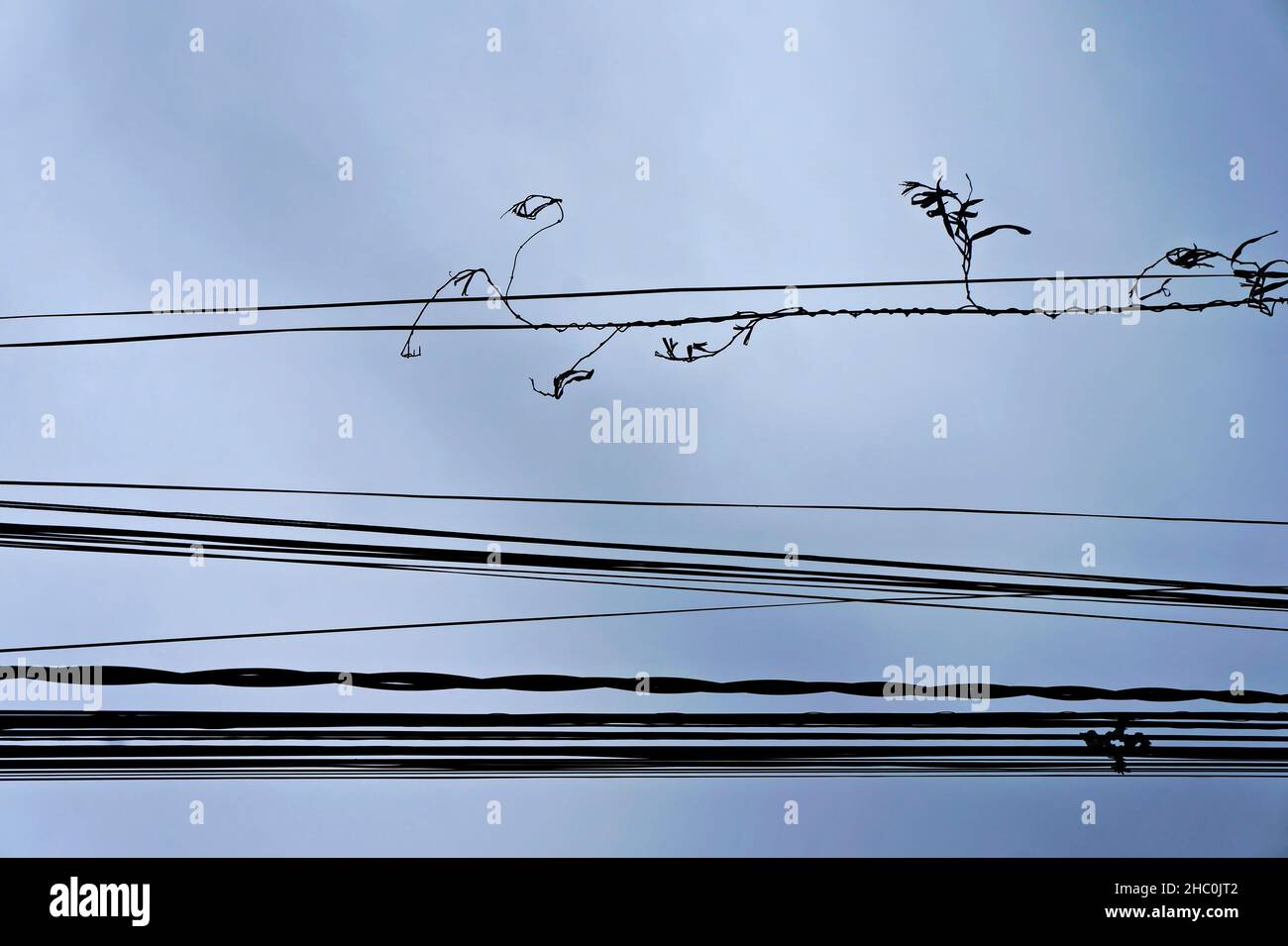 Creeper plant dead on power line wires Stock Photo - Alamy