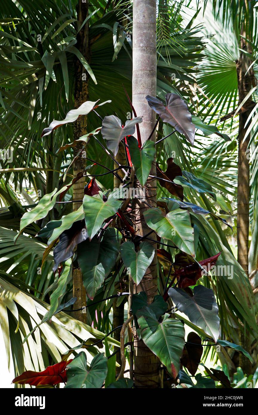Philodendron on tree trunk, Minas Gerais, Brazil Stock Photo - Alamy