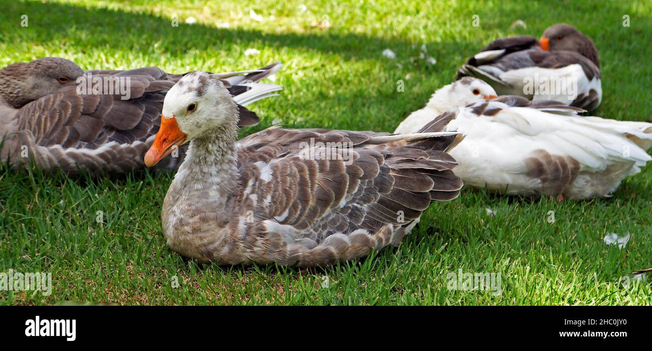 Geese resting on the grass, Minas Gerais, Brazil Stock Photo - Alamy