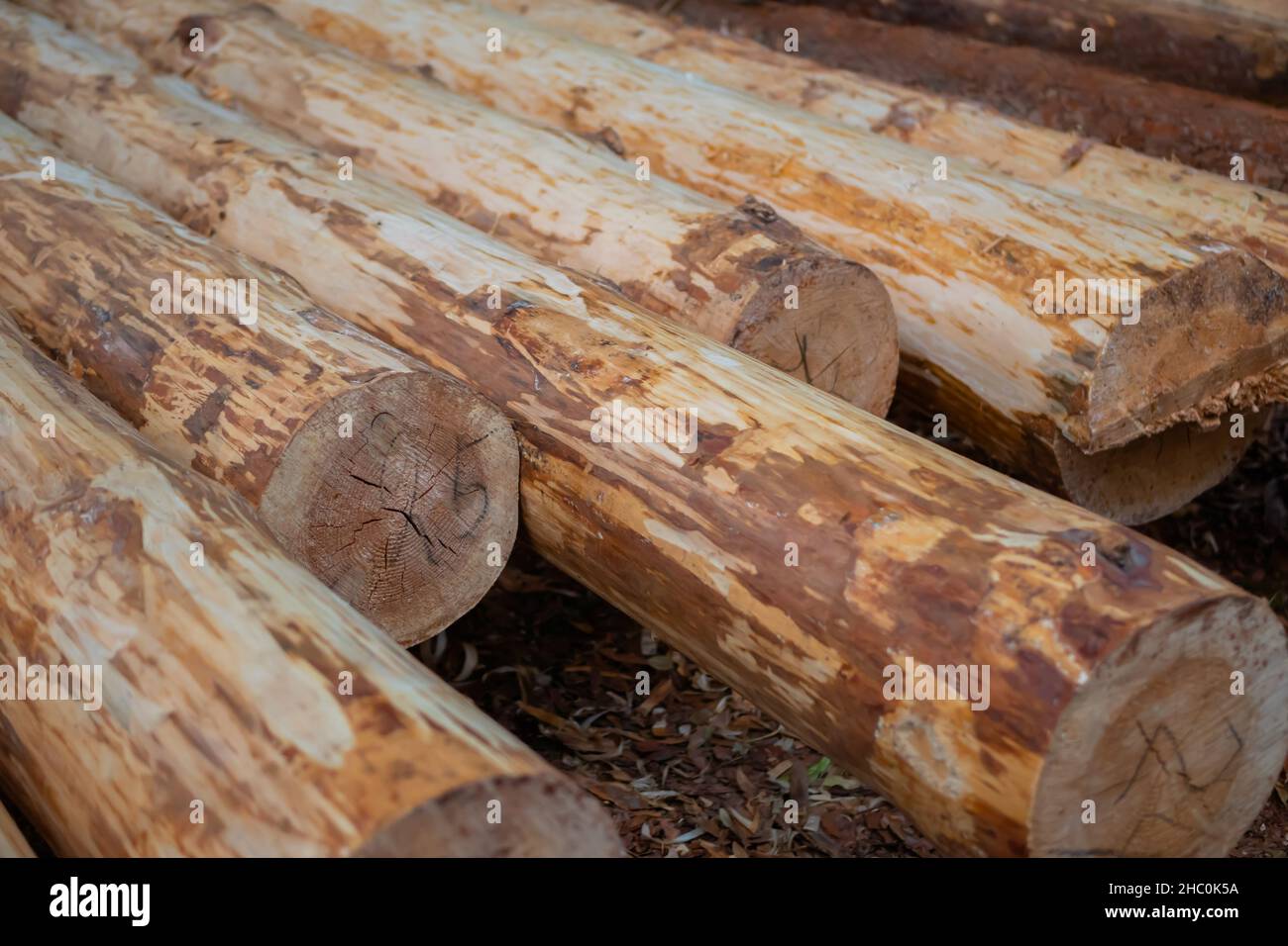 Wooden sawn logs on ground Stock Photo - Alamy