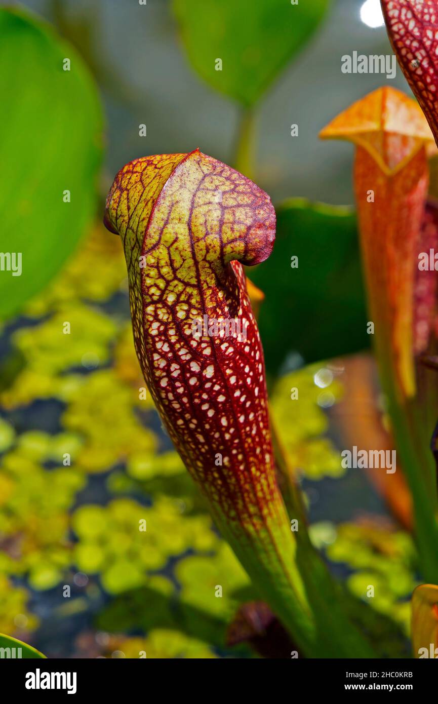 Parrot pitcher plant (Sarracenia psittacina Stock Photo - Alamy