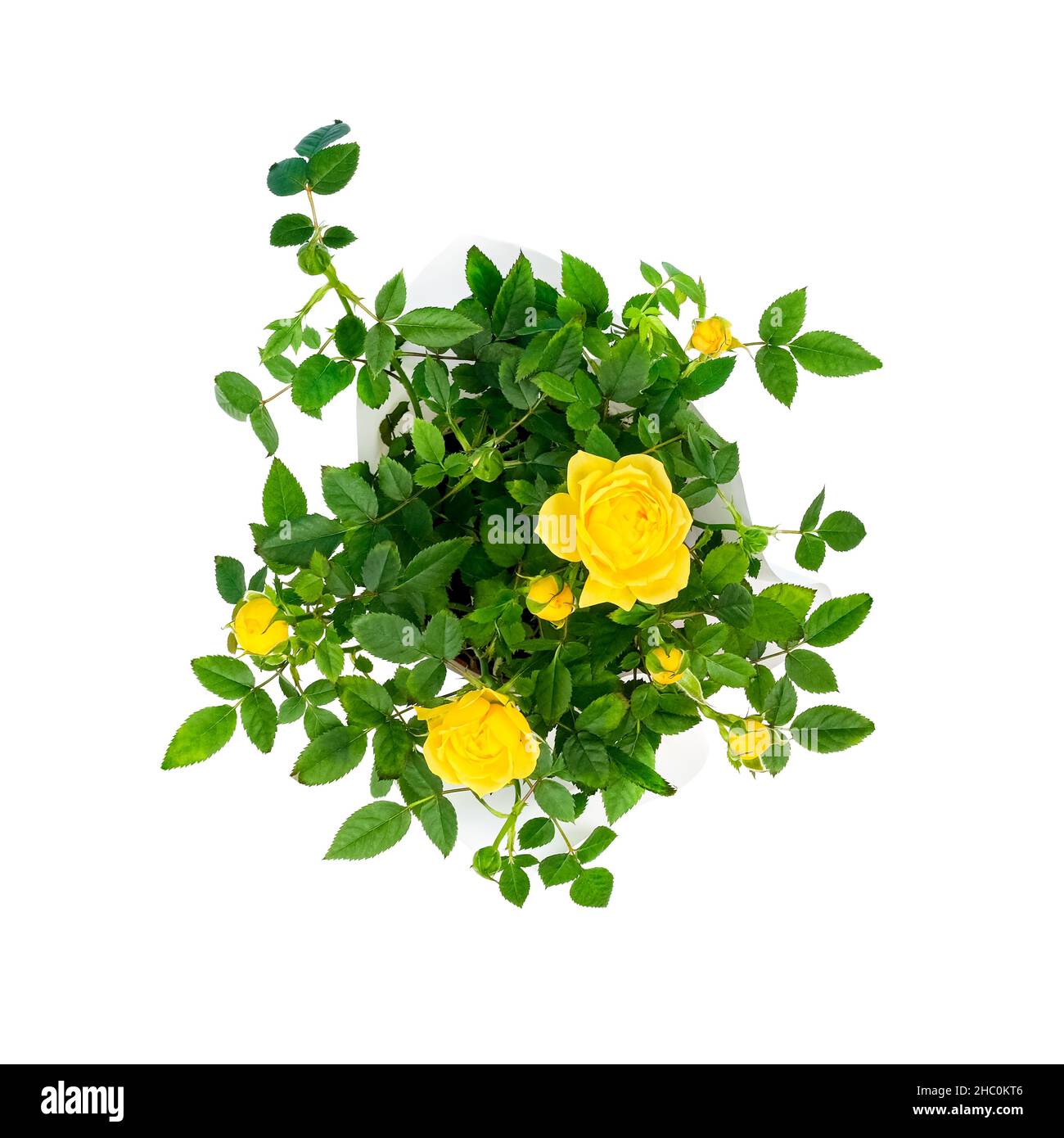 Mini rose bush in pot hi-res stock photography and images - Alamy