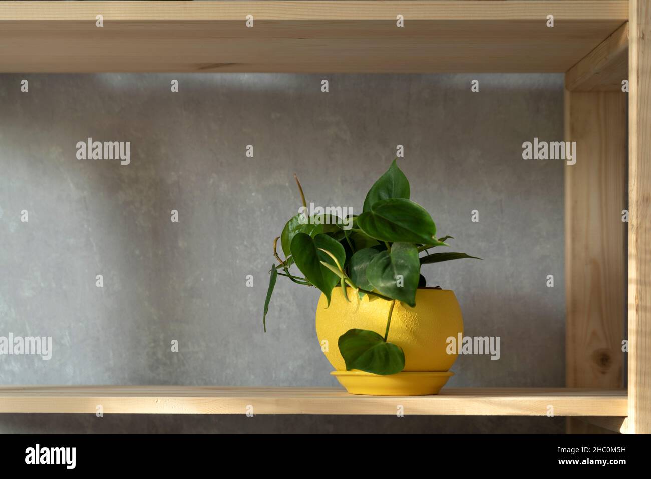 Indoor plant in bright yellow pot stay on shelf. Scandens plant in the ...