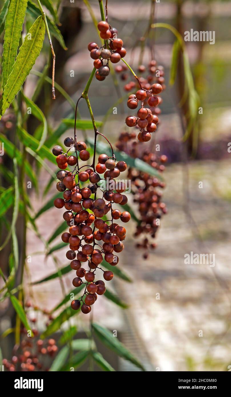 Peruvian pepper fruits on tree (Schinus Molle Stock Photo - Alamy