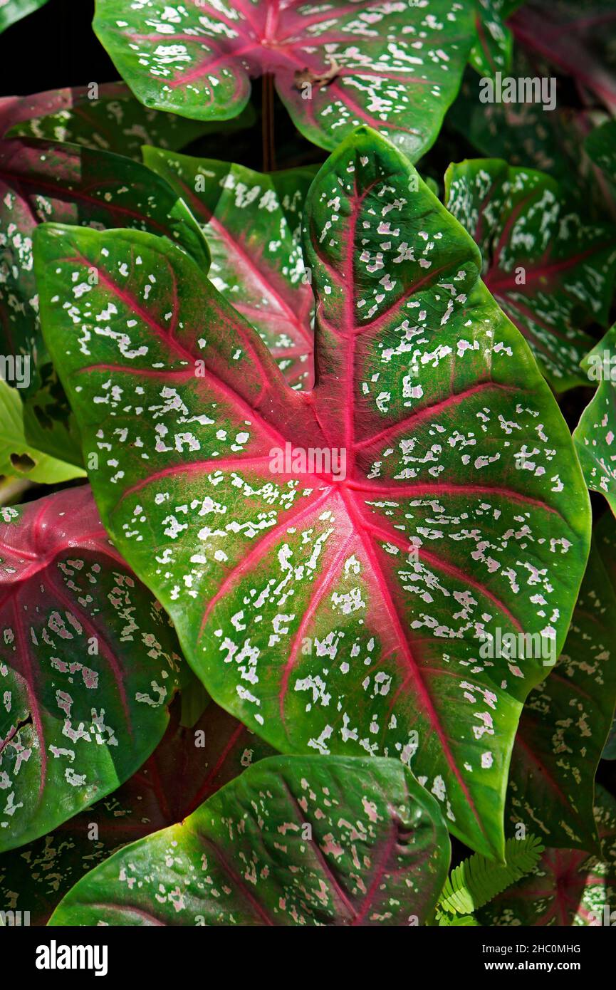 Caladium leaf (Caladium bicolor) on garden Stock Photo - Alamy