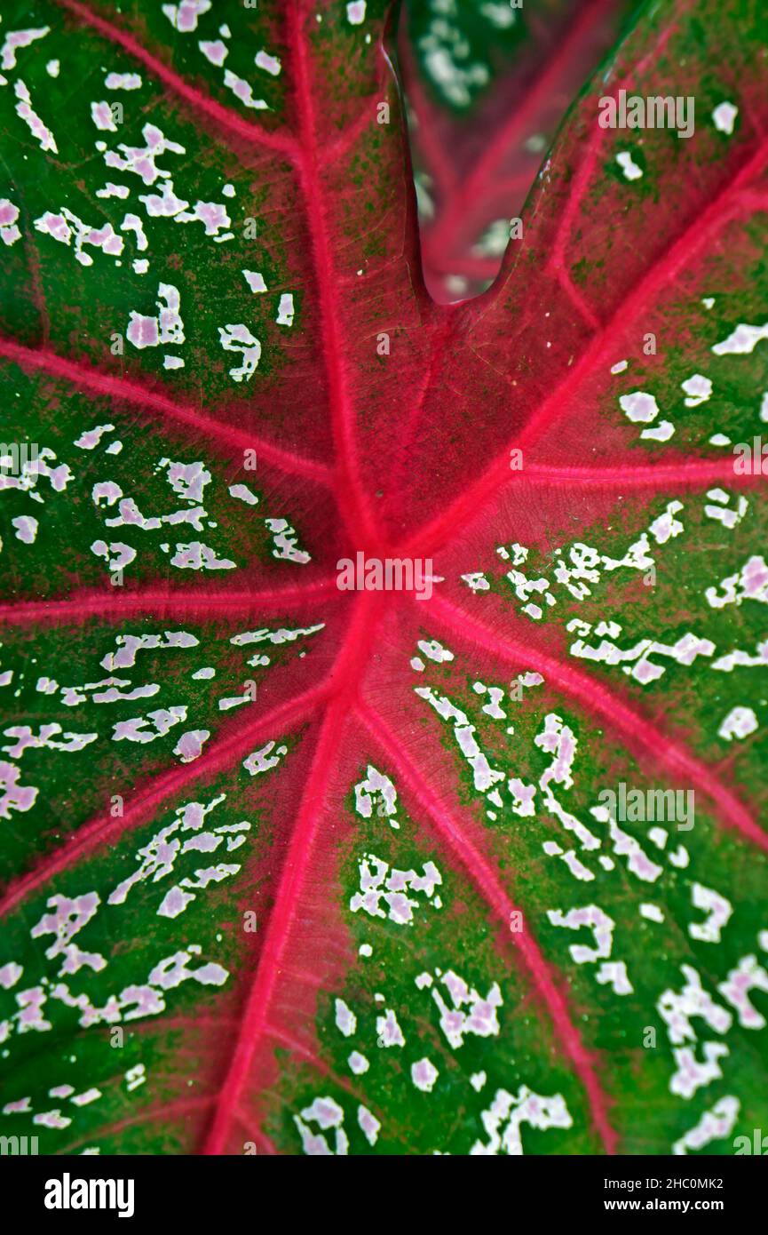 Caladium leaf (Caladium bicolor) on garden Stock Photo - Alamy