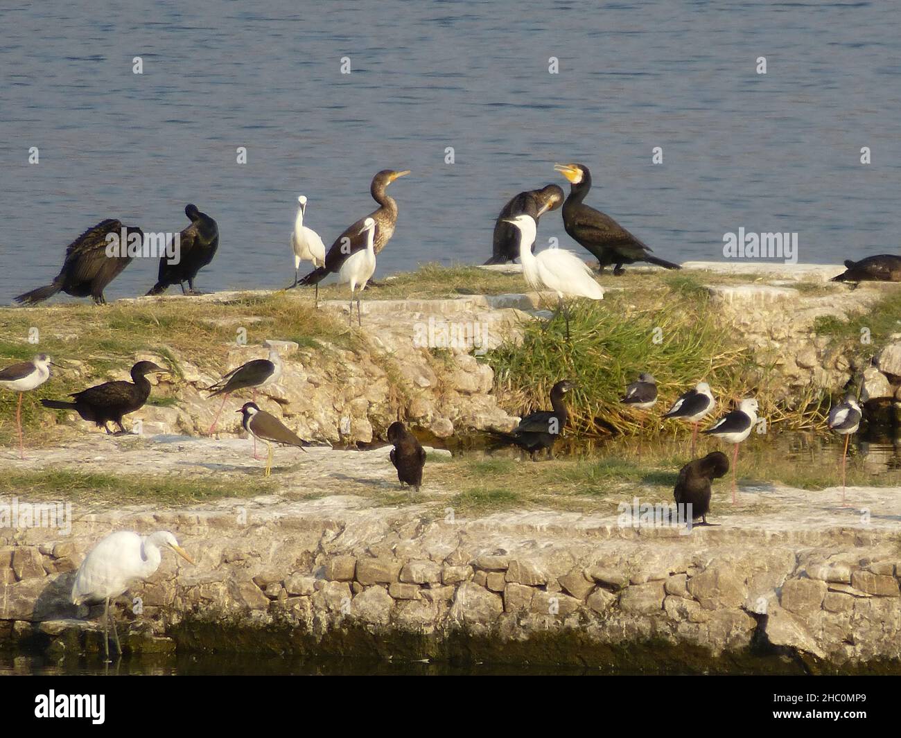 Beautiful birds at Man Sagar lake in Jaipur Stock Photo - Alamy