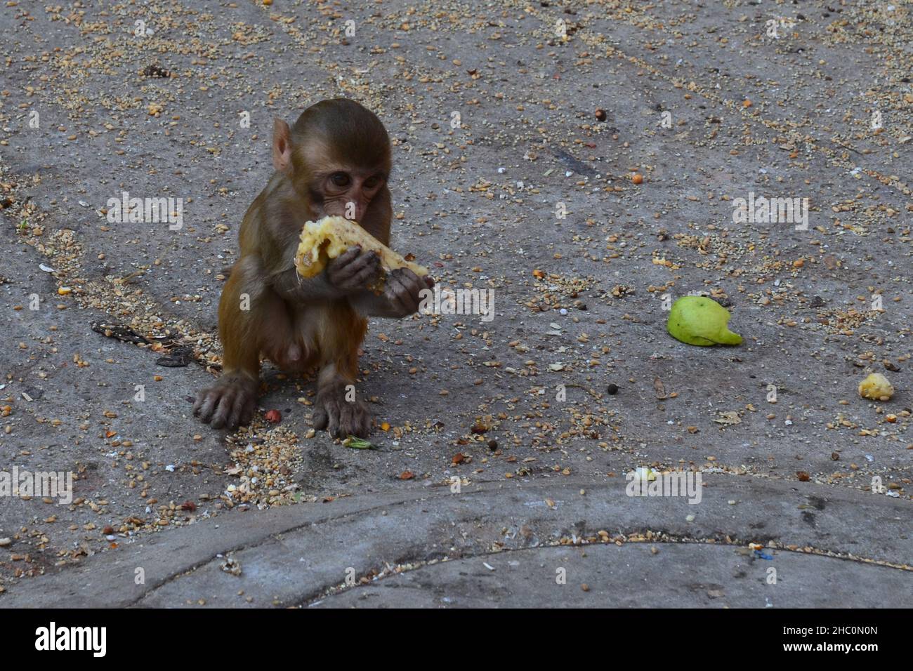 Rhesus macaque india fruit hi-res stock photography and images - Alamy
