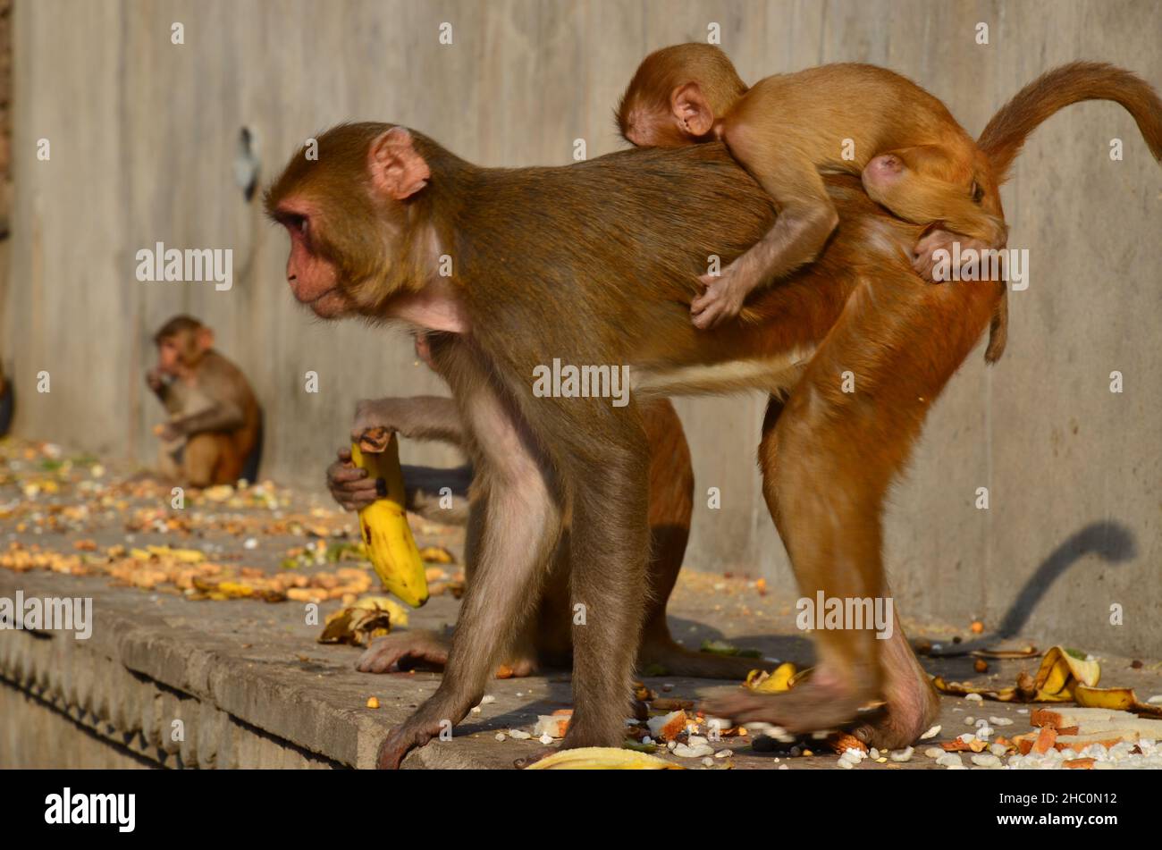Rhesus macaque baby is taking a ride Stock Photo - Alamy