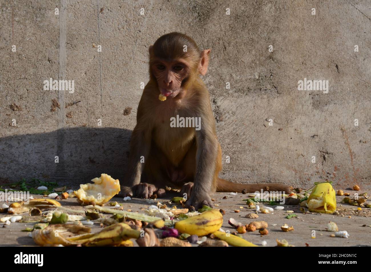 Child rhesus hi-res stock photography and images - Alamy