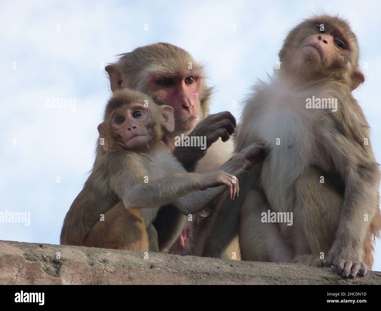 Baby rhesus macaques hi-res stock photography and images - Alamy