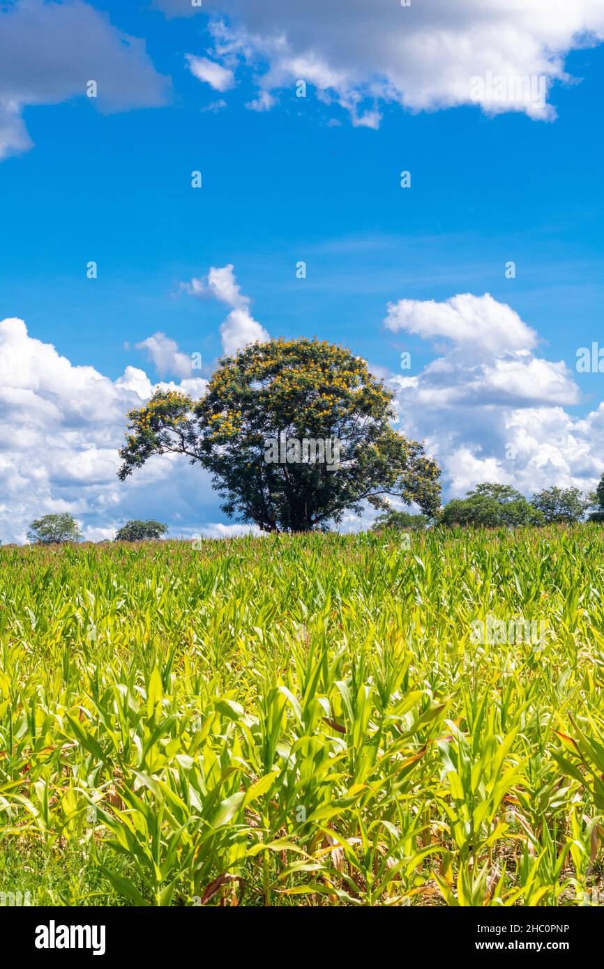 corn plantation with irrigation in the interior of Brazil Stock Photo ...