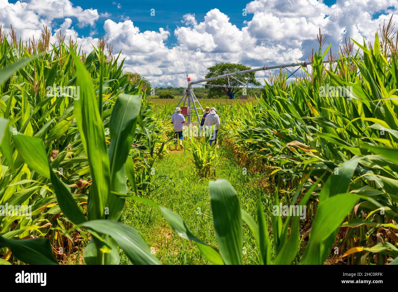 corn plantation in the interior of Brazil Stock Photo - Alamy