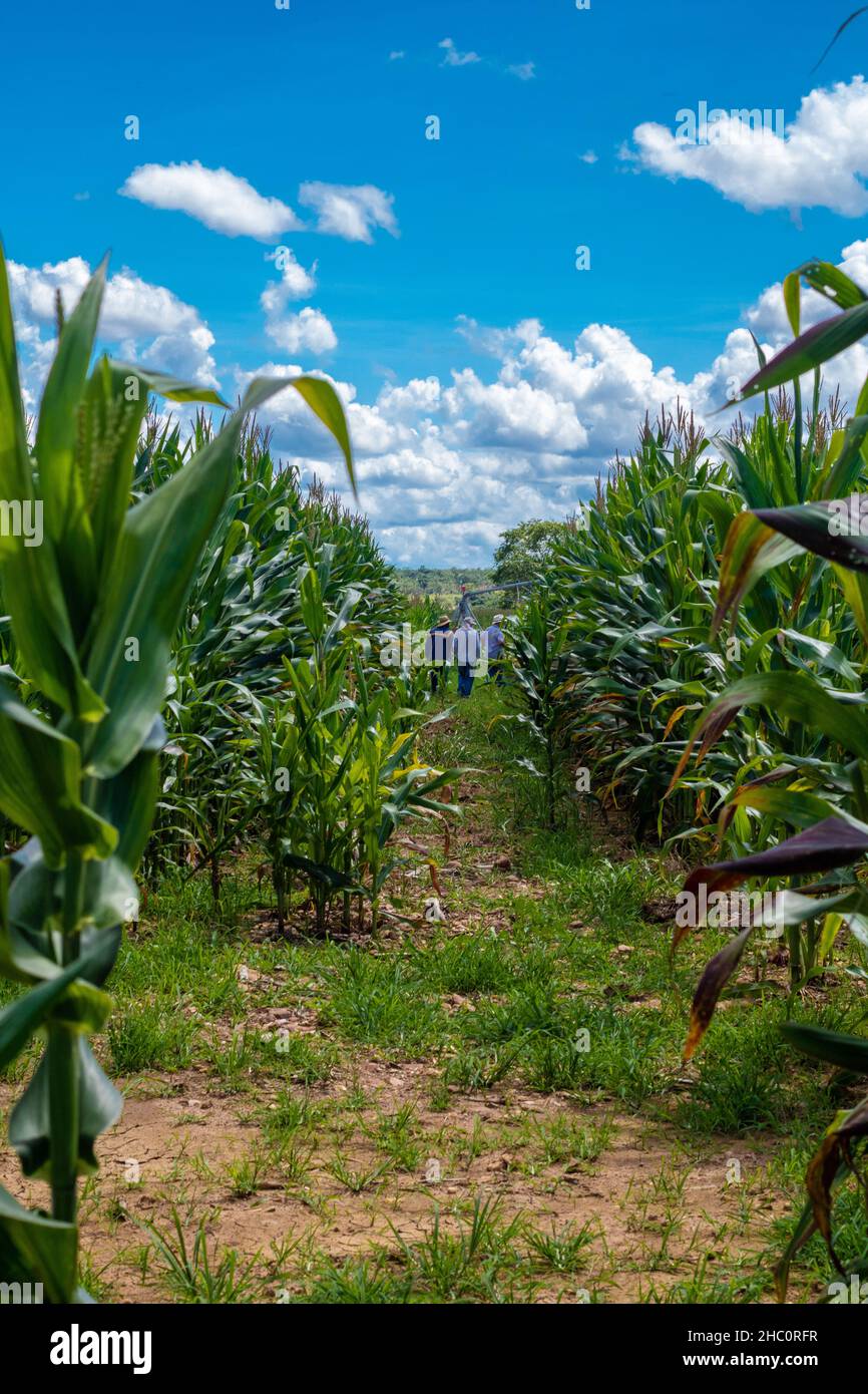 corn plantation in the interior of Brazil Stock Photo - Alamy