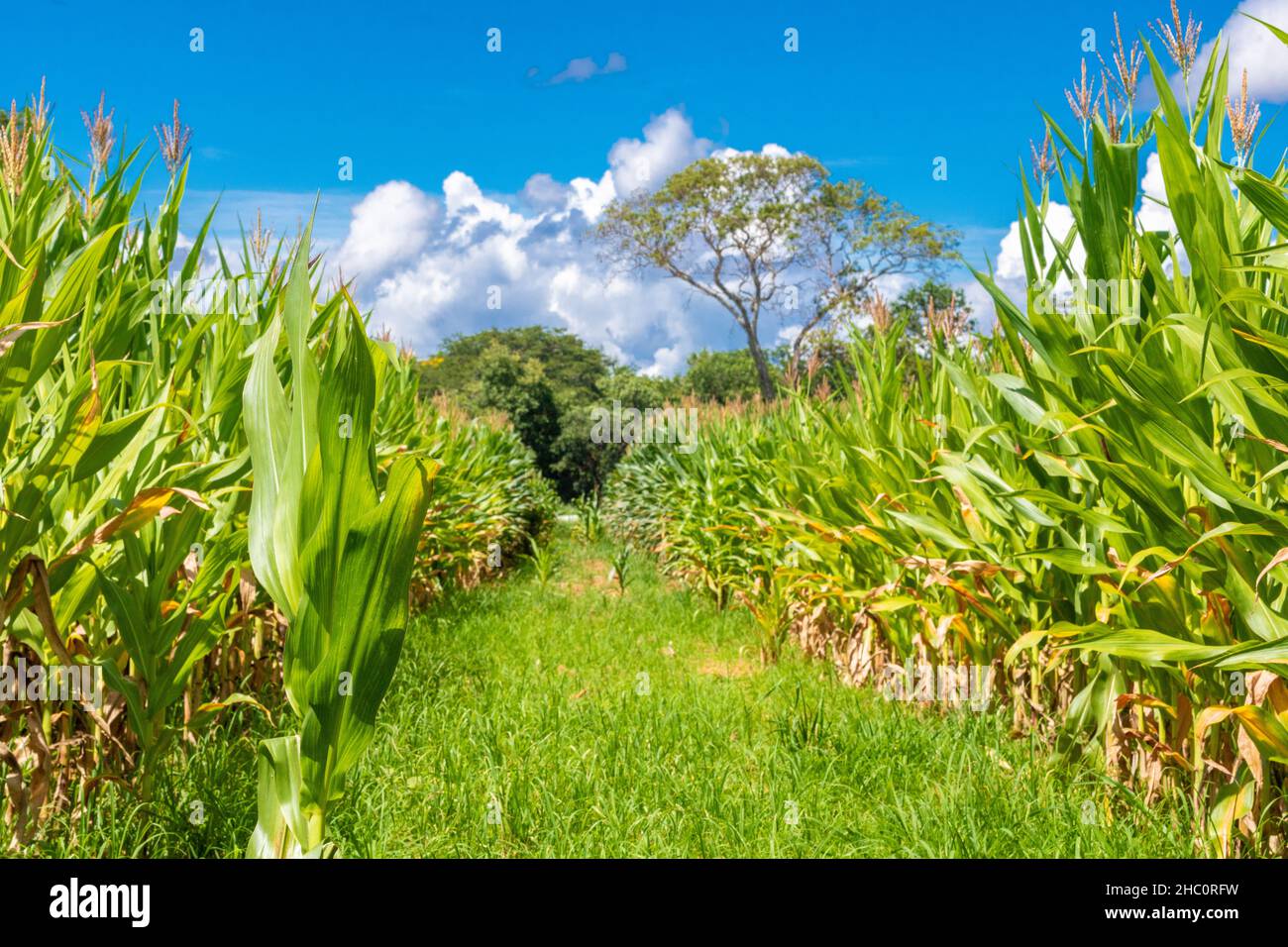 corn plantation in the interior of Brazil Stock Photo - Alamy