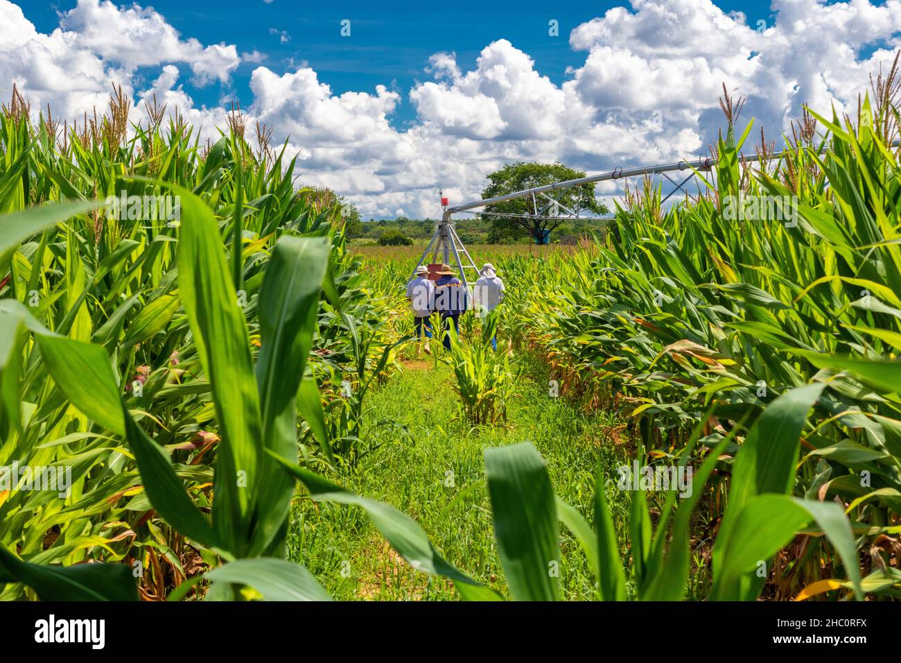 corn plantation in the interior of Brazil Stock Photo - Alamy