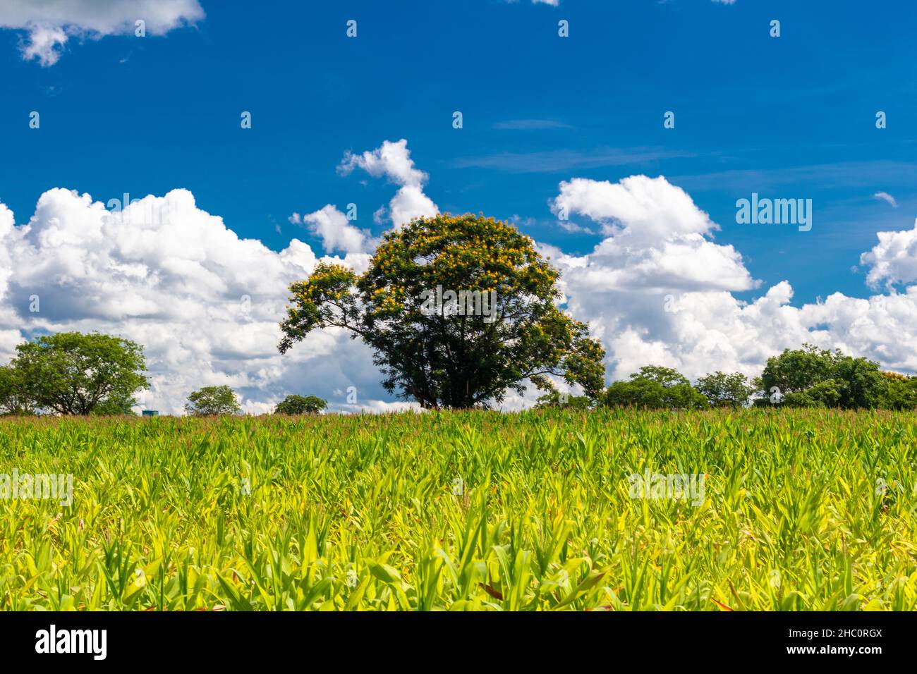 corn plantation in the interior of Brazil Stock Photo - Alamy