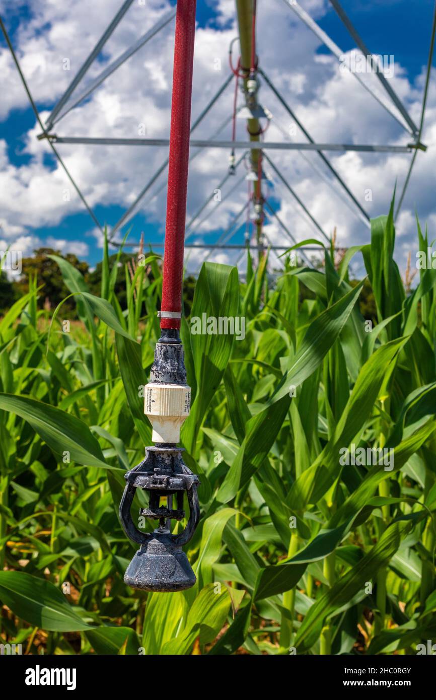 corn plantation in the interior of Brazil Stock Photo - Alamy