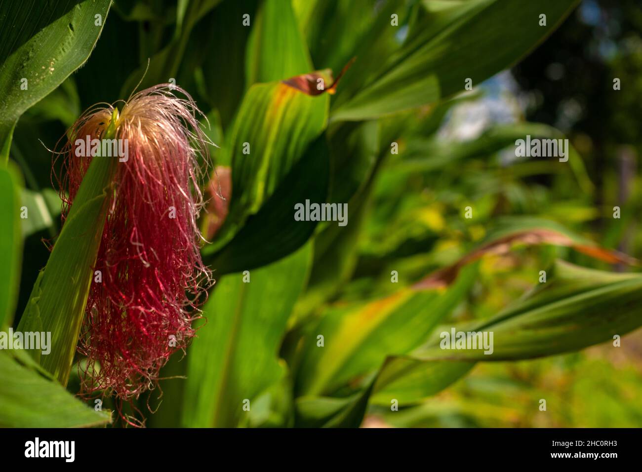corn plantation in the interior of Brazil Stock Photo - Alamy